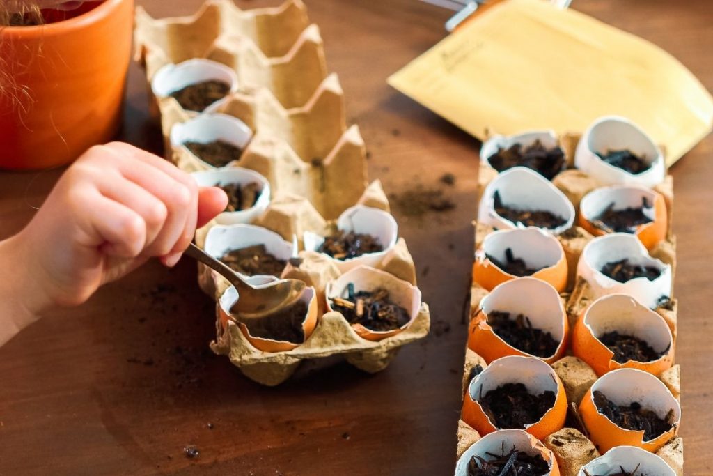 13 Fast Growing Seeds for Classroom Gardening Projects - A Tutor
